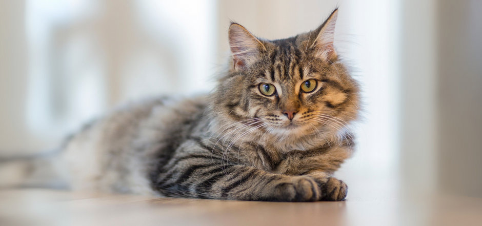 Katz-Loo Natural Clumping Cat Litter | Australia’s Best Value