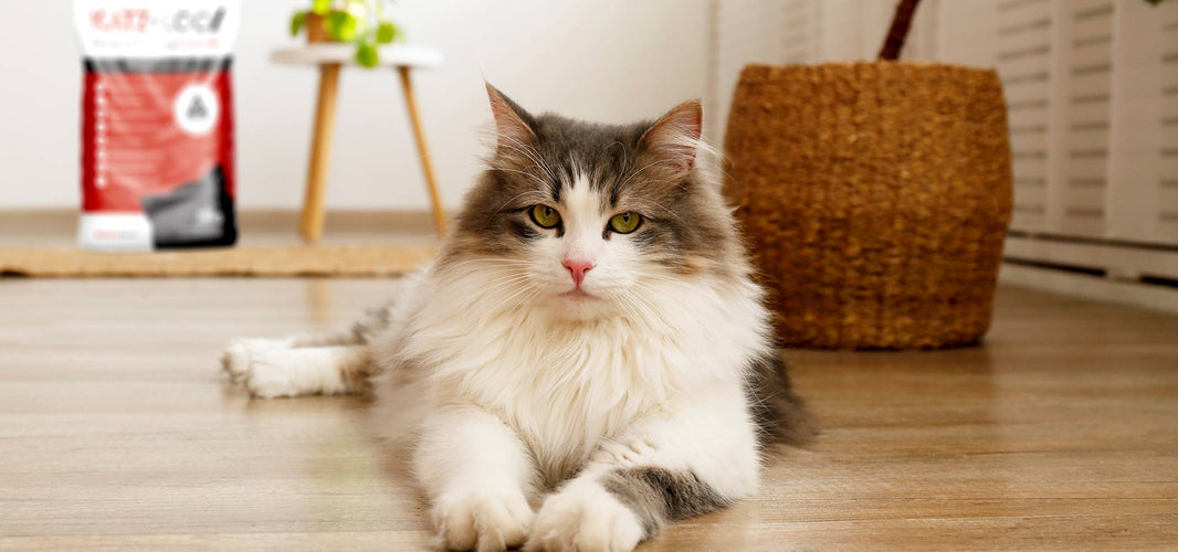 Katz-Loo Natural Clumping Cat Litter | Australia’s Best Value